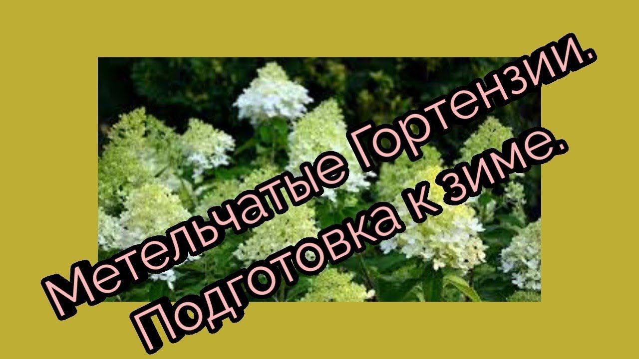 Метельчатые Гортензии. Подготовка к зиме.