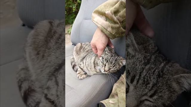 Люблю своего кота Алгу!