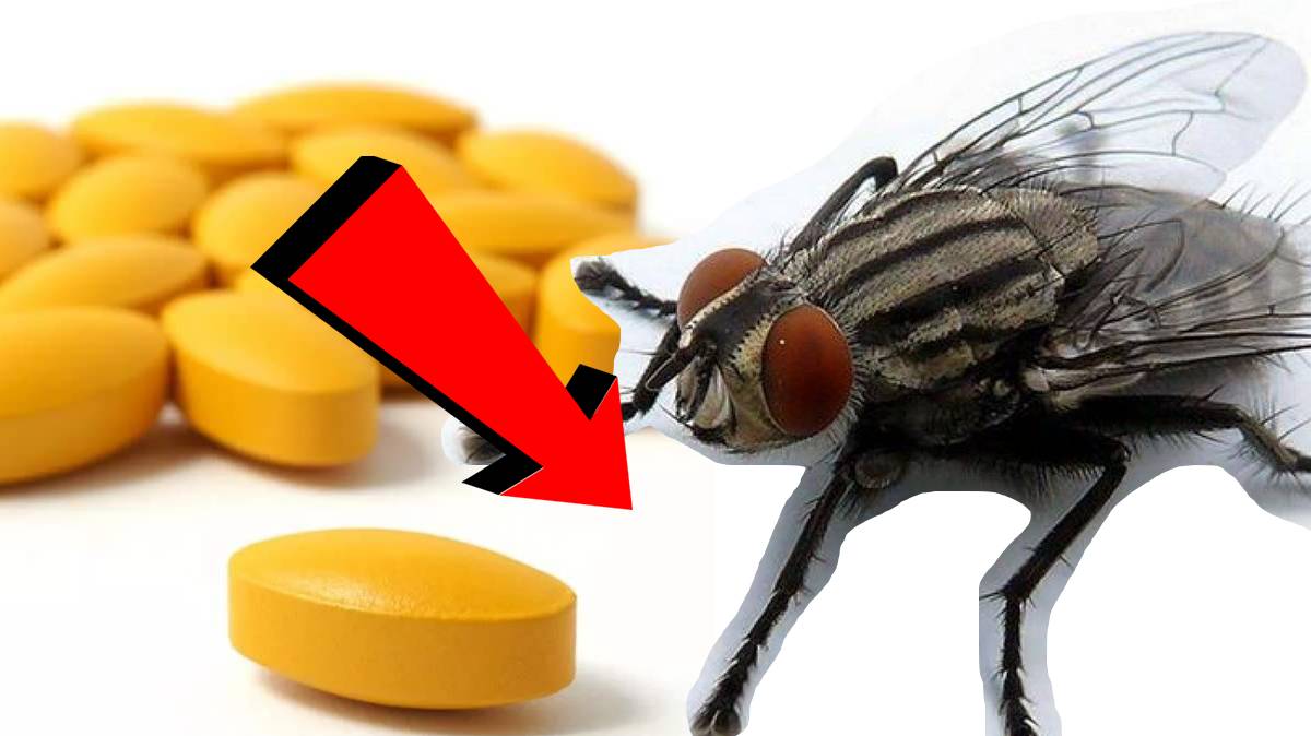 Как избавиться от мух за 3 секунды!!.!!.!!.!!.!!...