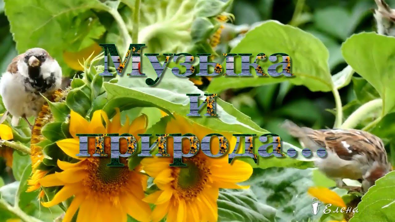 МУЗЫКА И ПРИРОДА   *   Музыка Елены Анненковой