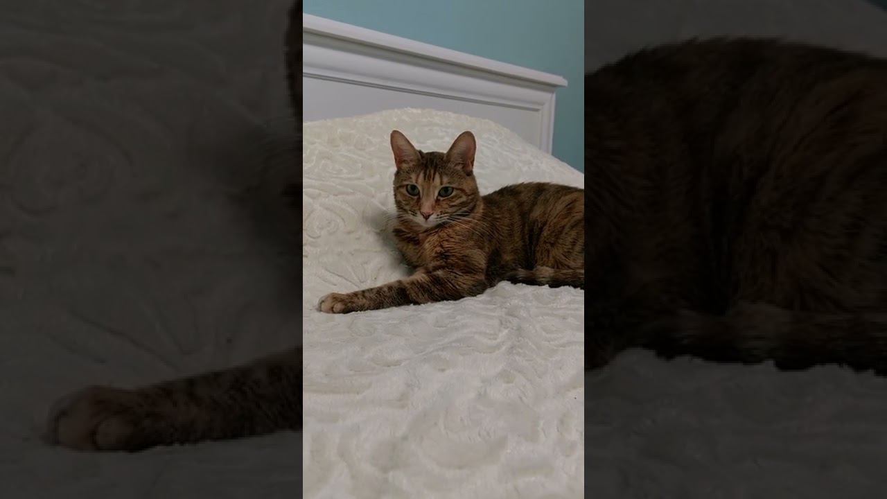 Дворовая кошка выбилась в высшее общество