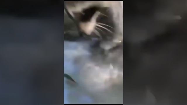 Funny Raccoon 13#Shorts.mp4